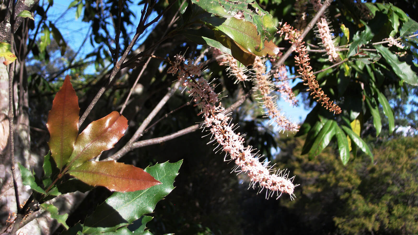 Wild Macadamia Conservation