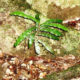 History - Wild Macadamia Conservation