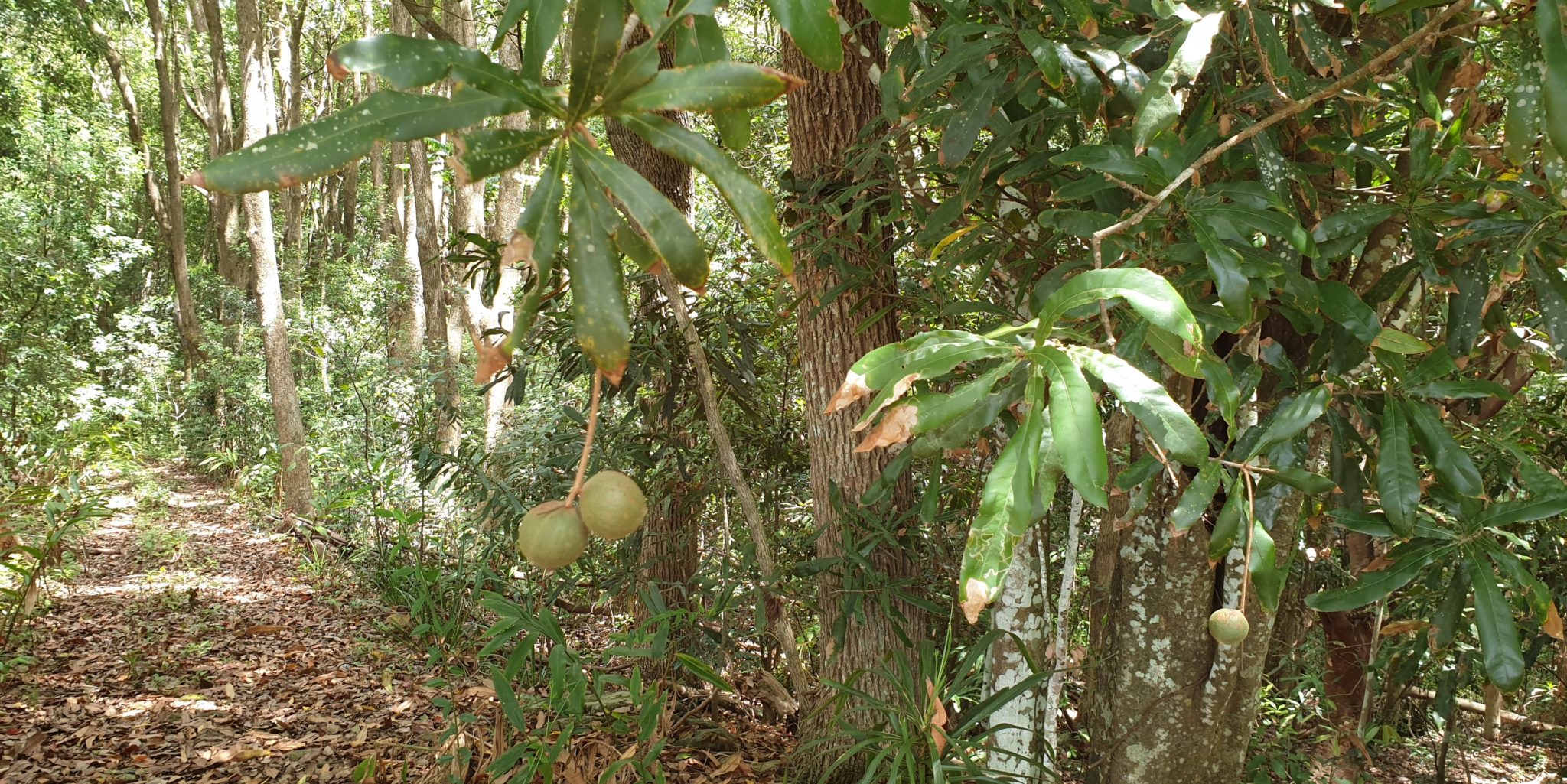 Wild Macadamia Conservation