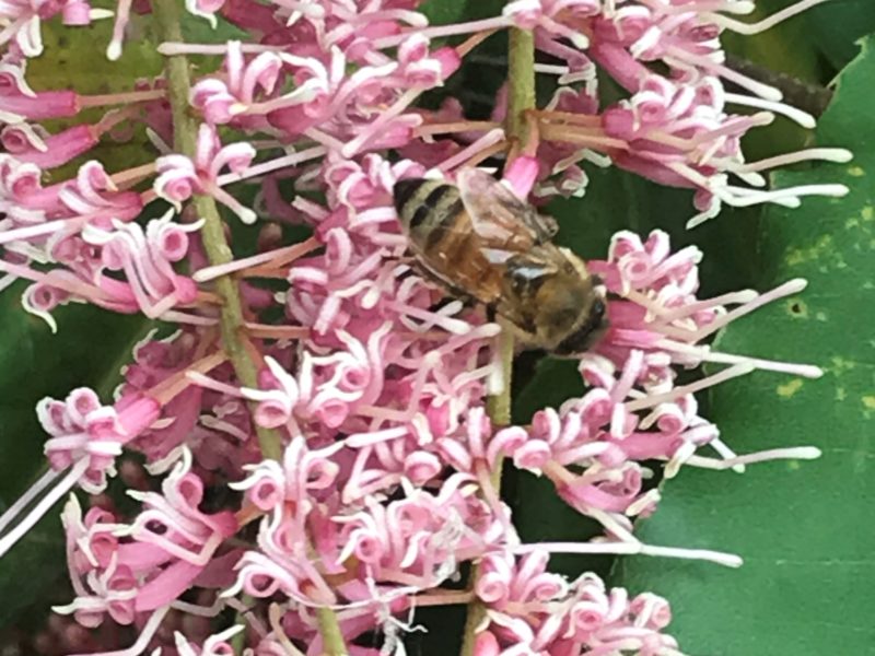 Finding new M. tetraphylla sites and monitoring the insects that visit ...