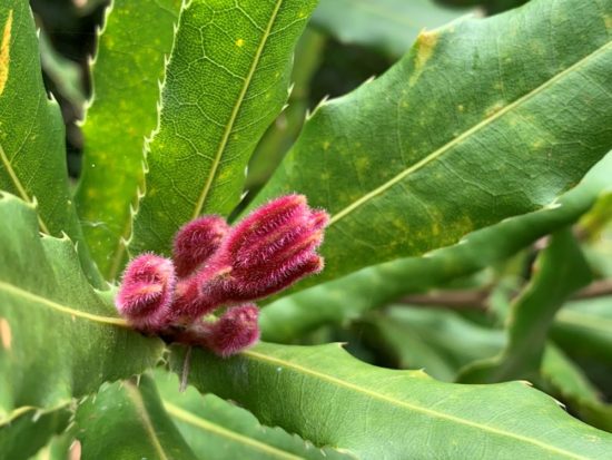 Wild Macadamia Conservation